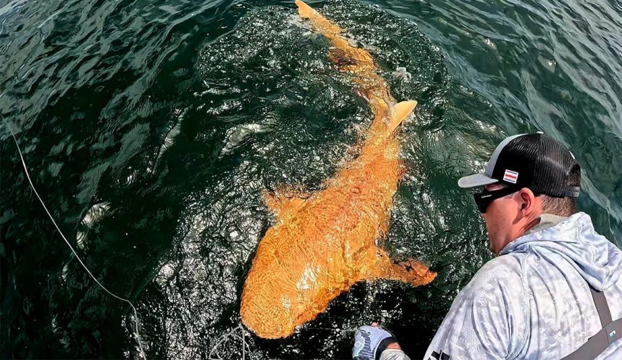 The World’s First Albino-Xanthochromic Nurse Shark Found in Costa Rica